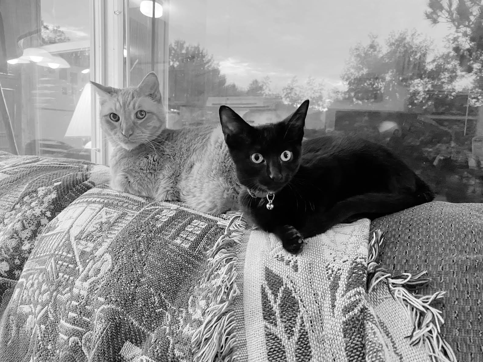 How to Travel with Cats